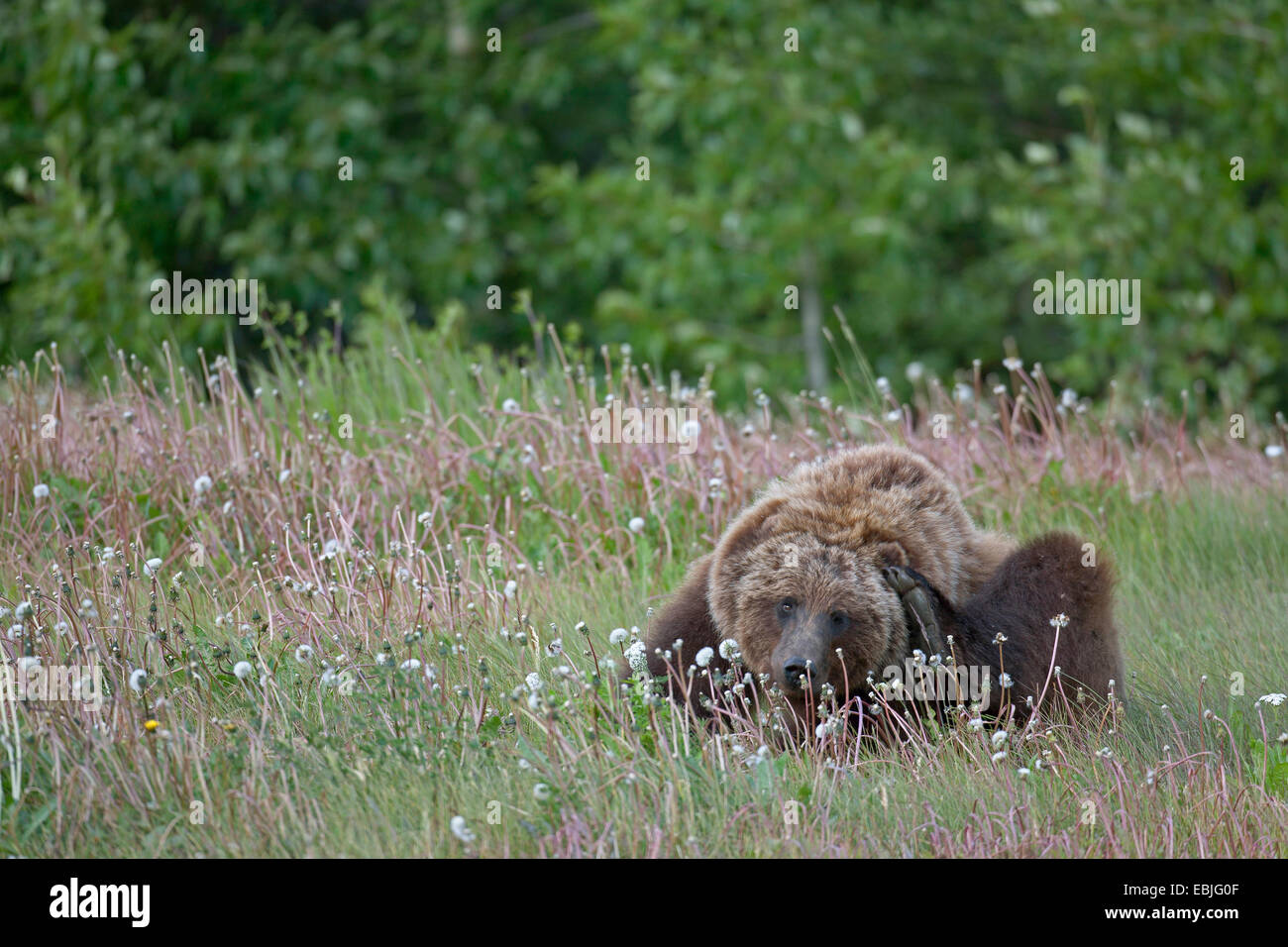 brown bear, grizzly bear, grizzly (Ursus arctos horribilis), crouching ...