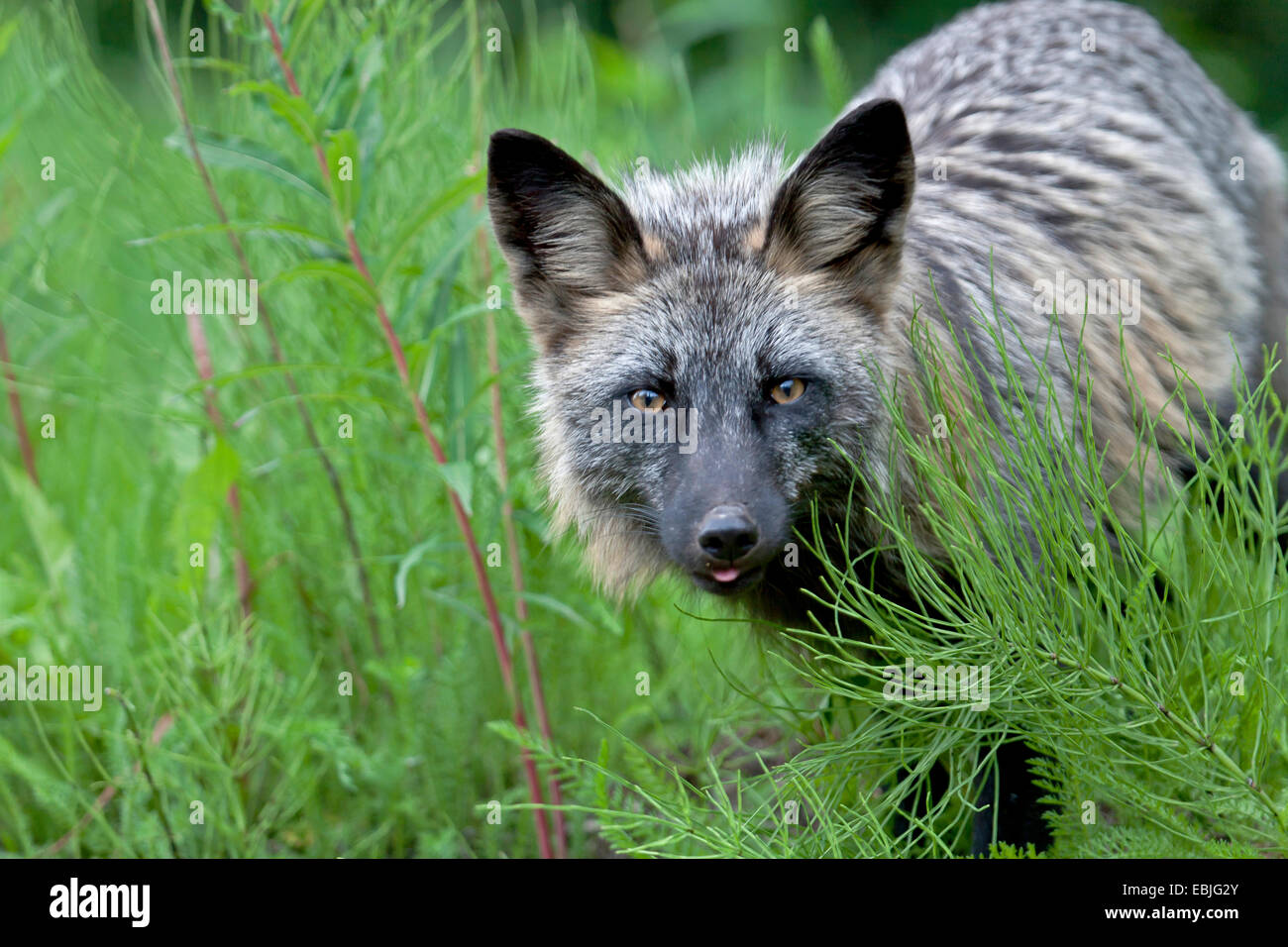 Cross phase red fox hi-res stock photography and images - Alamy