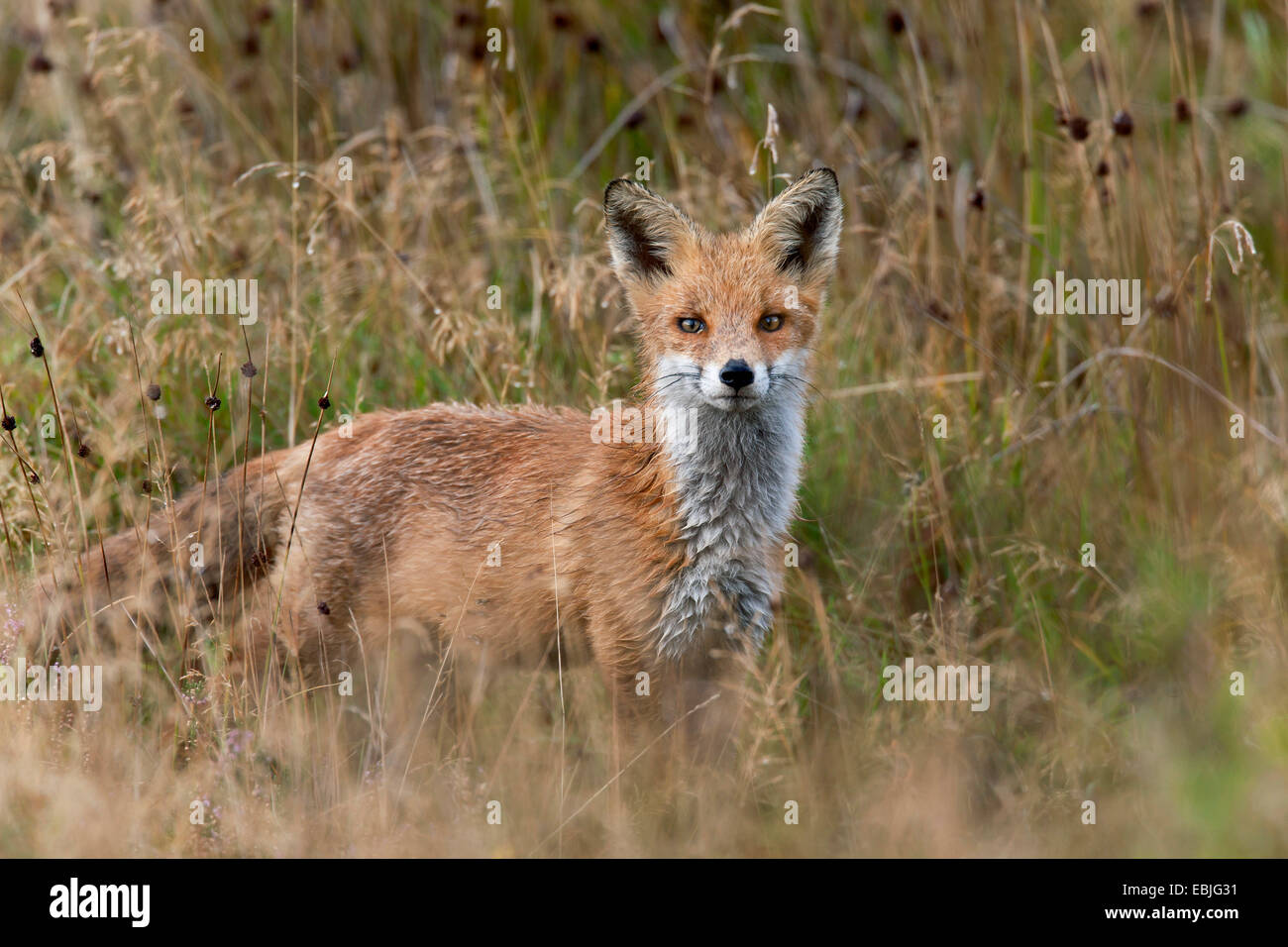 red fox (Vulpes vulpes), standing on grass, Denmark Stock Photo - Alamy