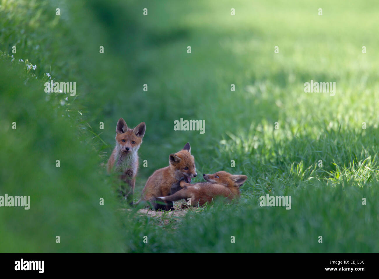 red fox (Vulpes vulpes), three fox cubs playing in meadow, Germany ...