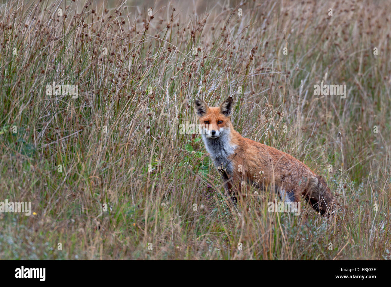 red fox (Vulpes vulpes), standing on grass, Denmark Stock Photo - Alamy
