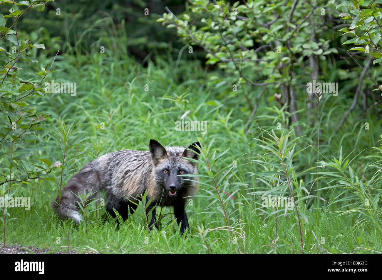 Cross Phase Red Fox Stock Photos & Cross Phase Red Fox Stock Images - Alamy