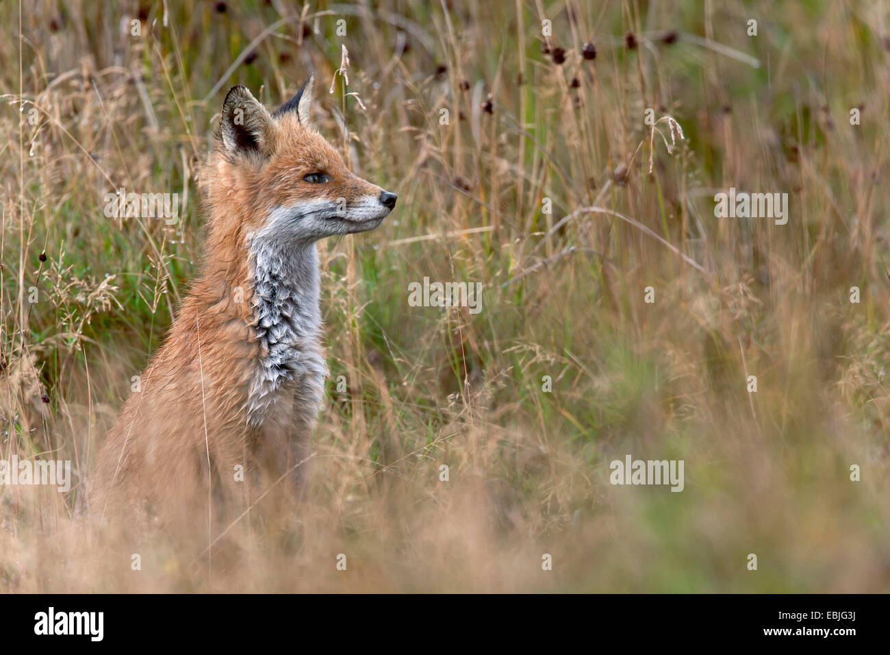 red fox (Vulpes vulpes), sitting on grass, Denmark, Jylland Stock Photo ...