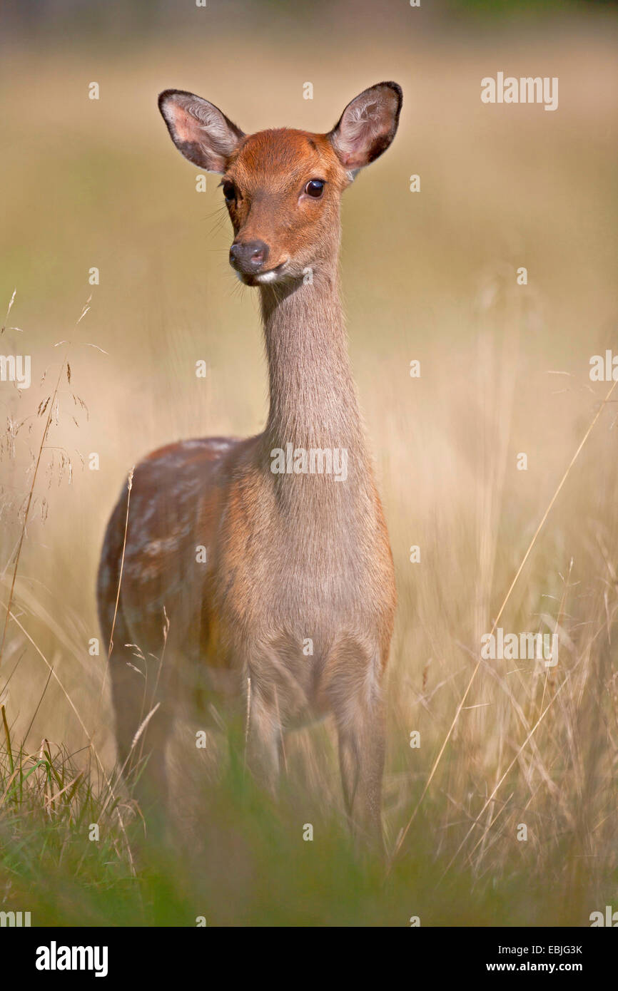 Sika hind hi-res stock photography and images - Alamy