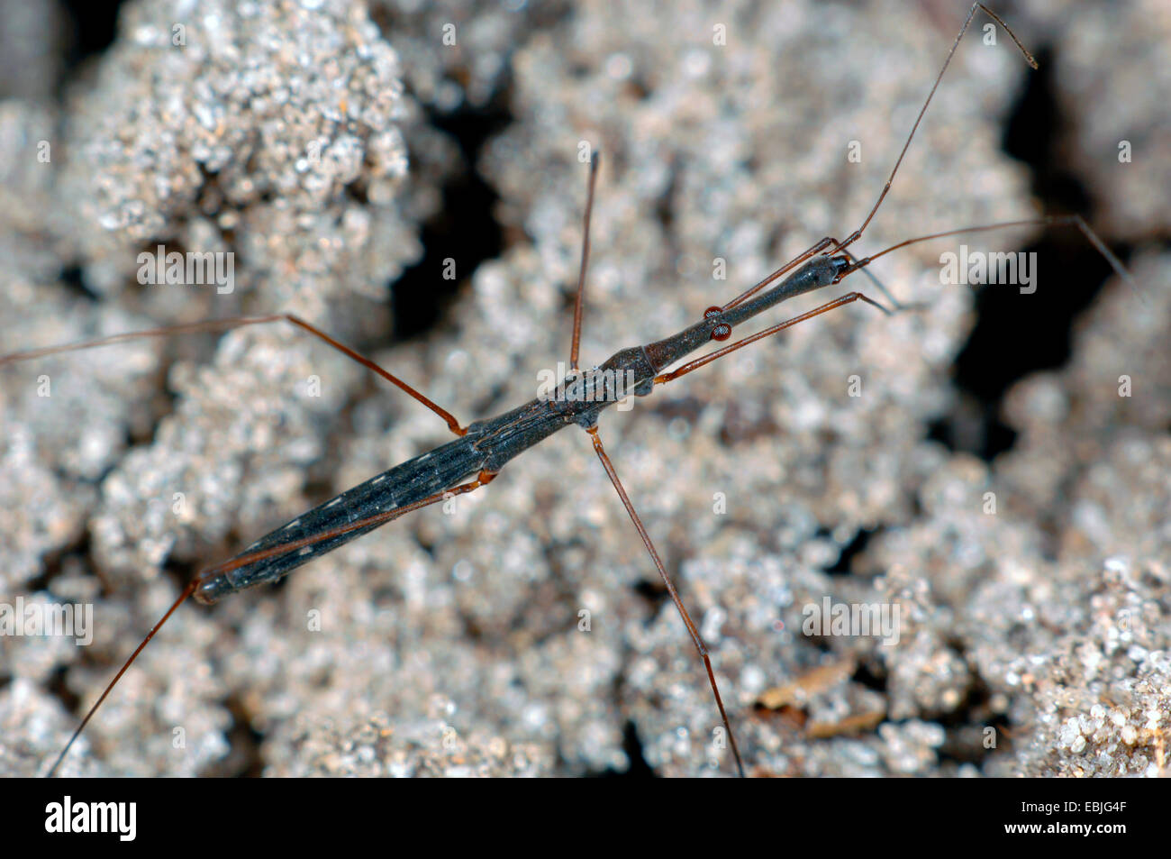 Water treader hi-res stock photography and images - Alamy