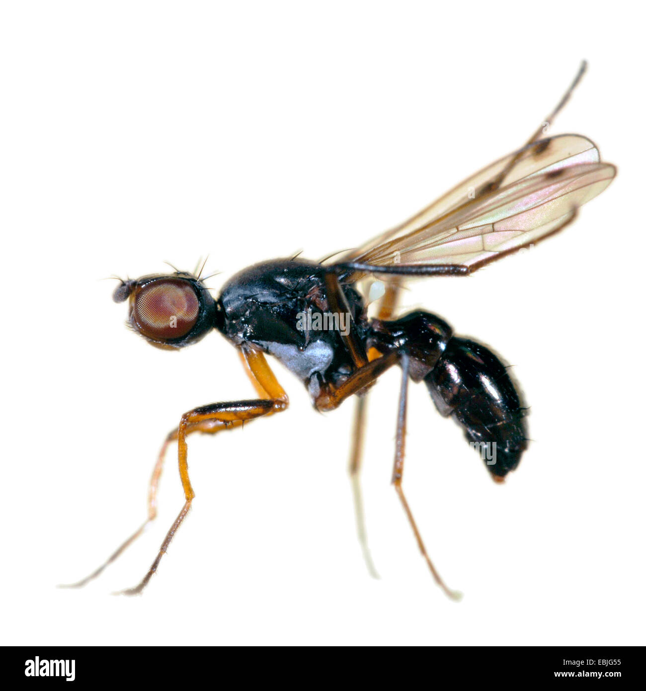 Diptera insects Cut Out Stock Images & Pictures - Alamy