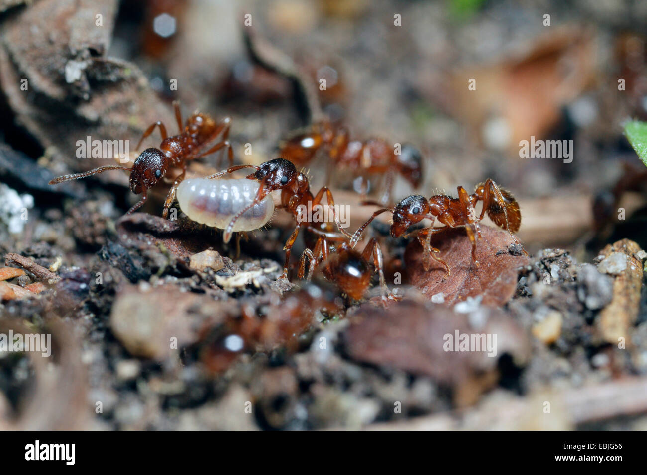 red myrmicine ant, red ant (Myrmica rubra), Red ant carrying a larva or ...