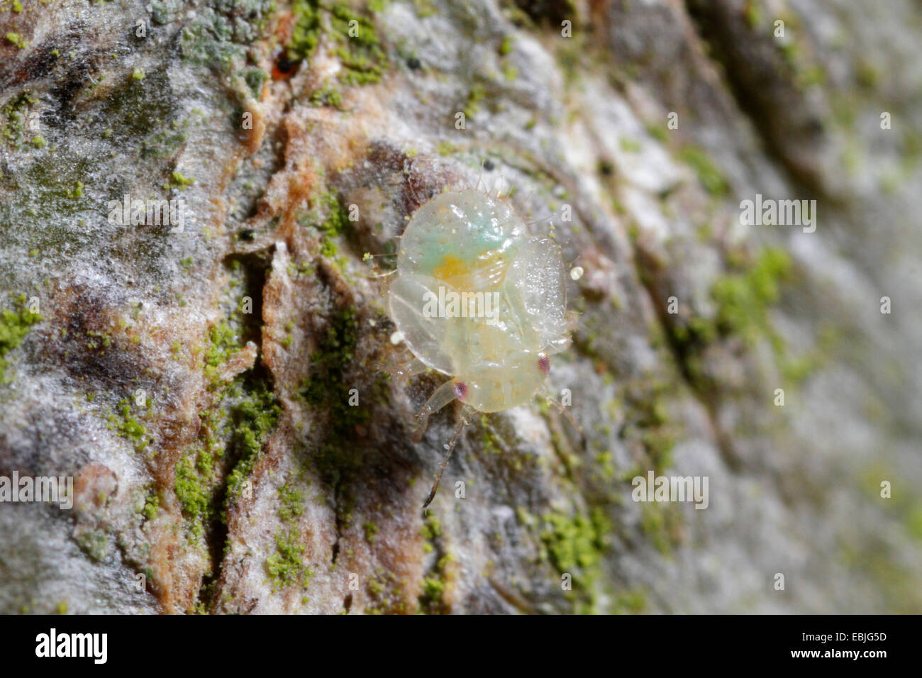 Psylloidea (Psylloidea), Psylloidea larva, Germany, Bavaria Stock Photo ...
