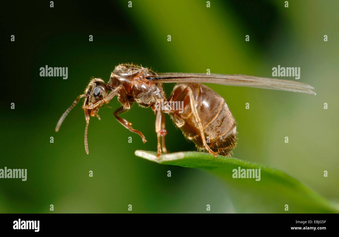 Ant formicidae grooming hi-res stock photography and images - Alamy