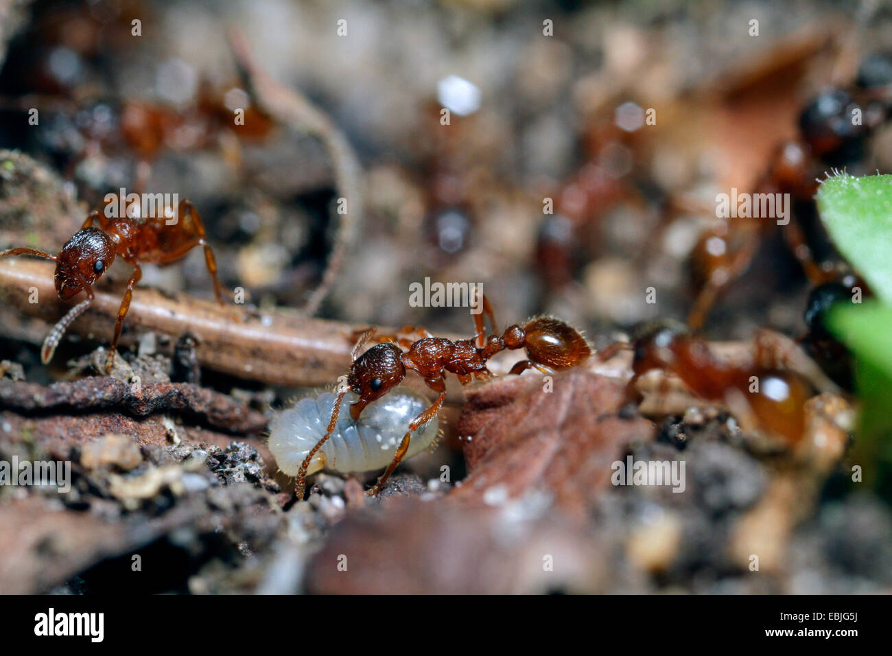 red myrmicine ant, red ant (Myrmica rubra), Red ant carrying a larva or ...