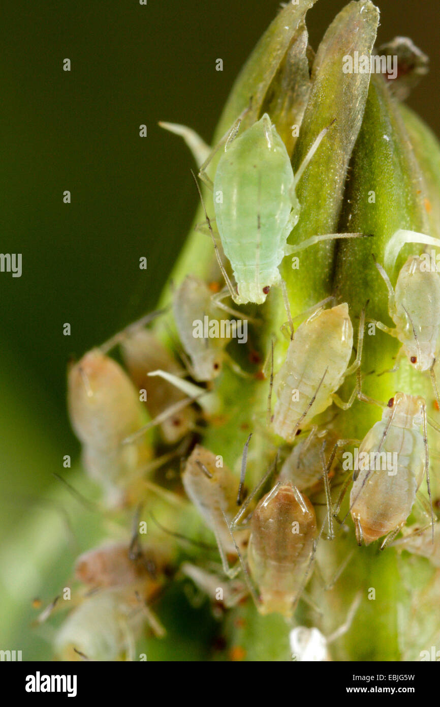 Pea aphid acyrthosiphon pisum hi-res stock photography and images - Alamy