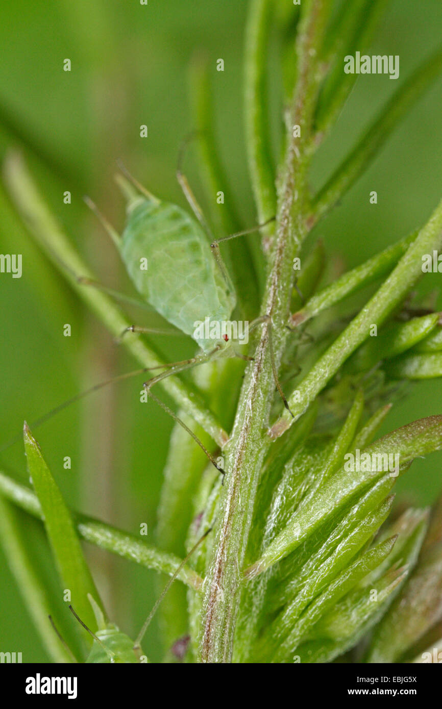 pea aphid (Acyrthosiphon pisum), Pea aphid on a vetch, Germany, Bavaria ...