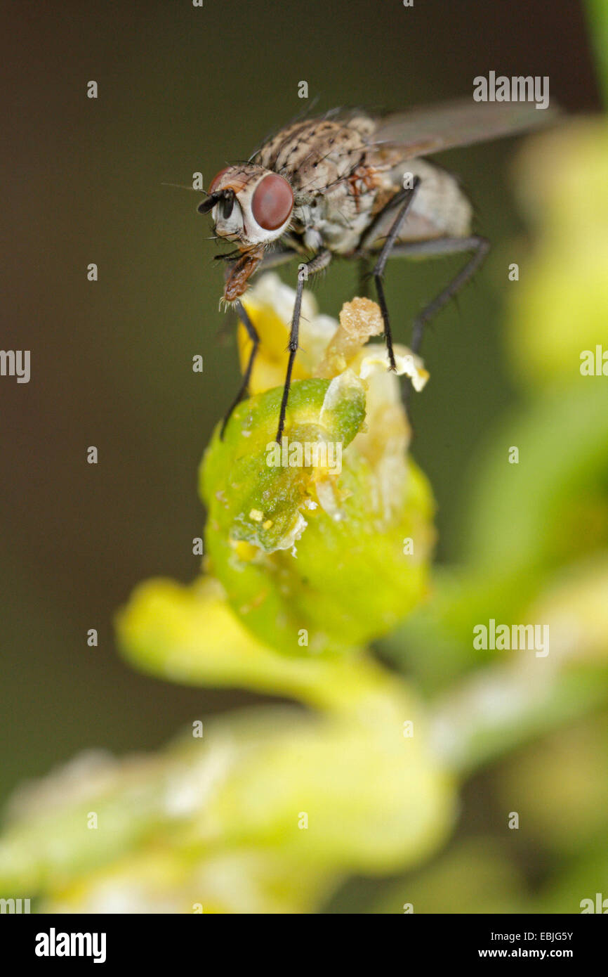 House flies hi-res stock photography and images - Alamy