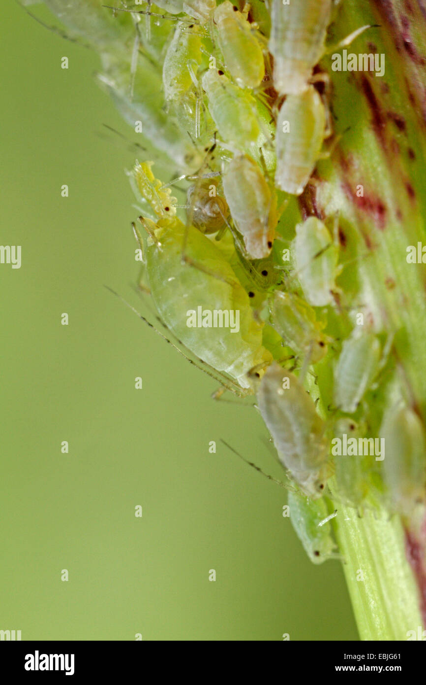 Aphid insect birth hi-res stock photography and images - Alamy