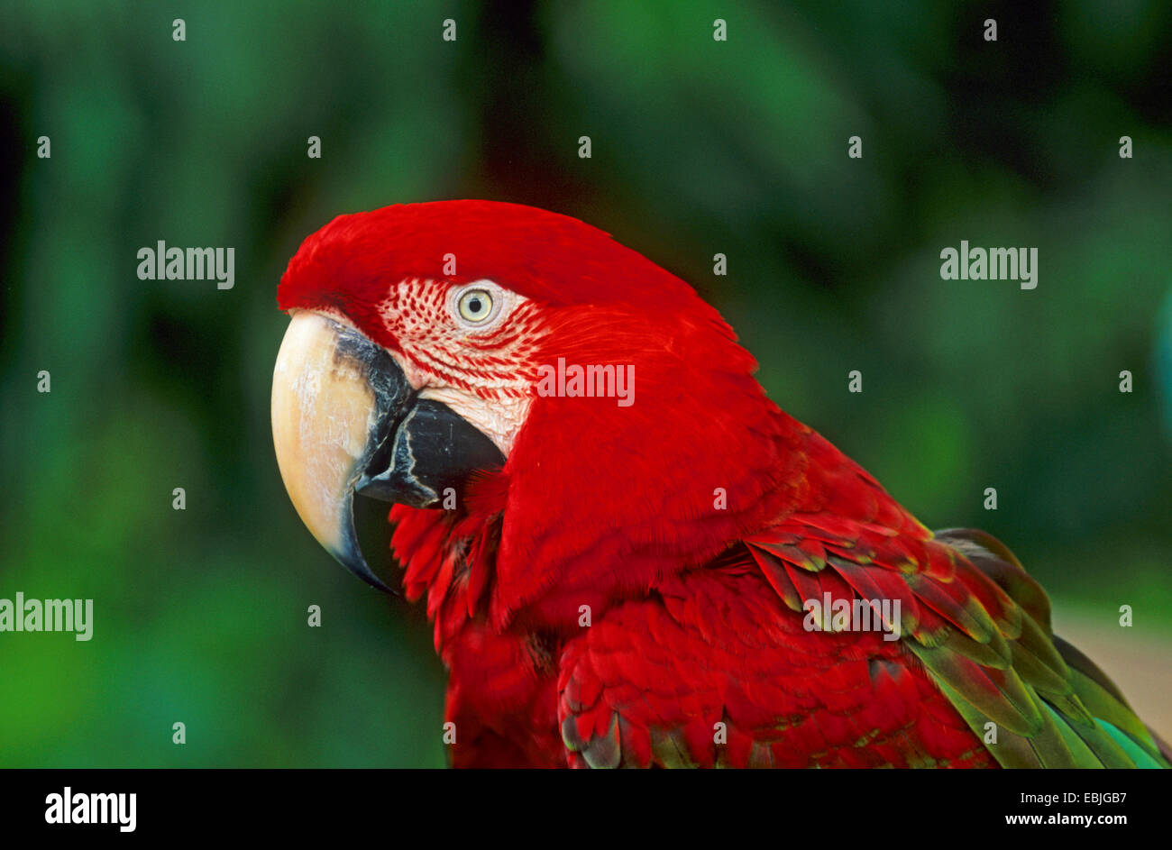 Side view macaw hi-res stock photography and images - Alamy