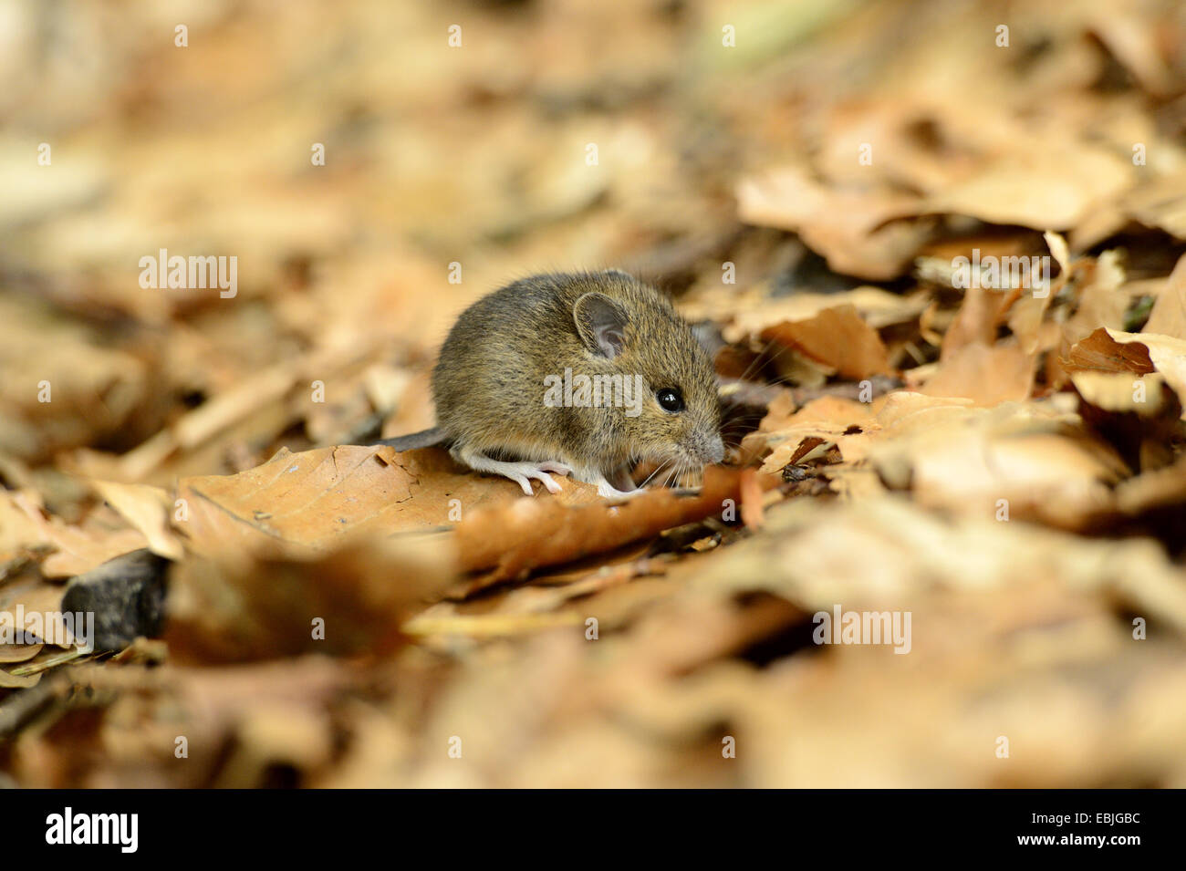 Autumn mouse hi-res stock photography and images - Alamy