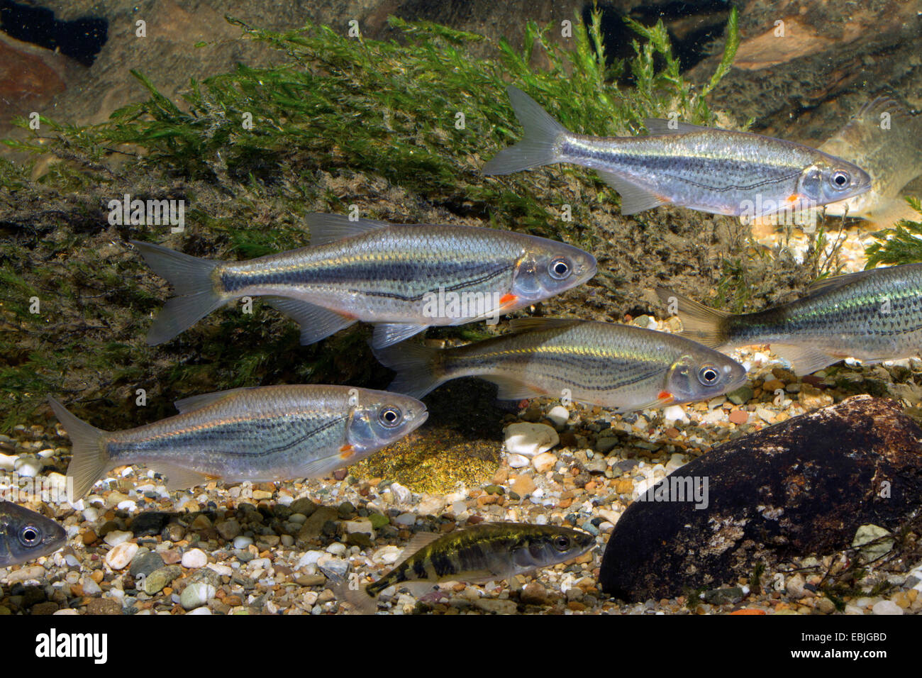 Schools of minnows hi-res stock photography and images - Alamy