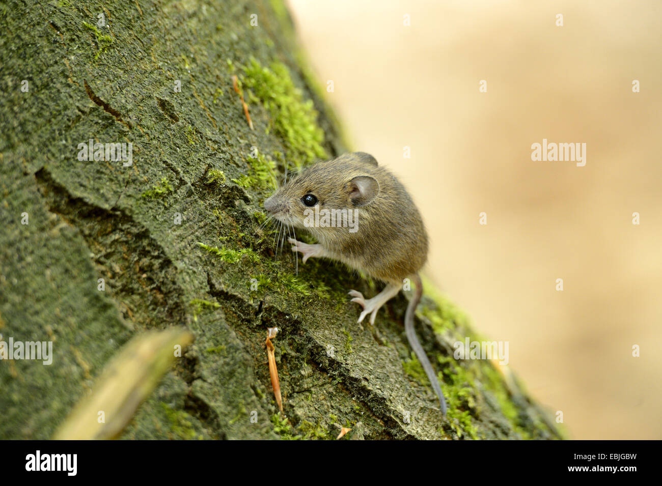 Apodemus sylvaticus young hi-res stock photography and images - Alamy