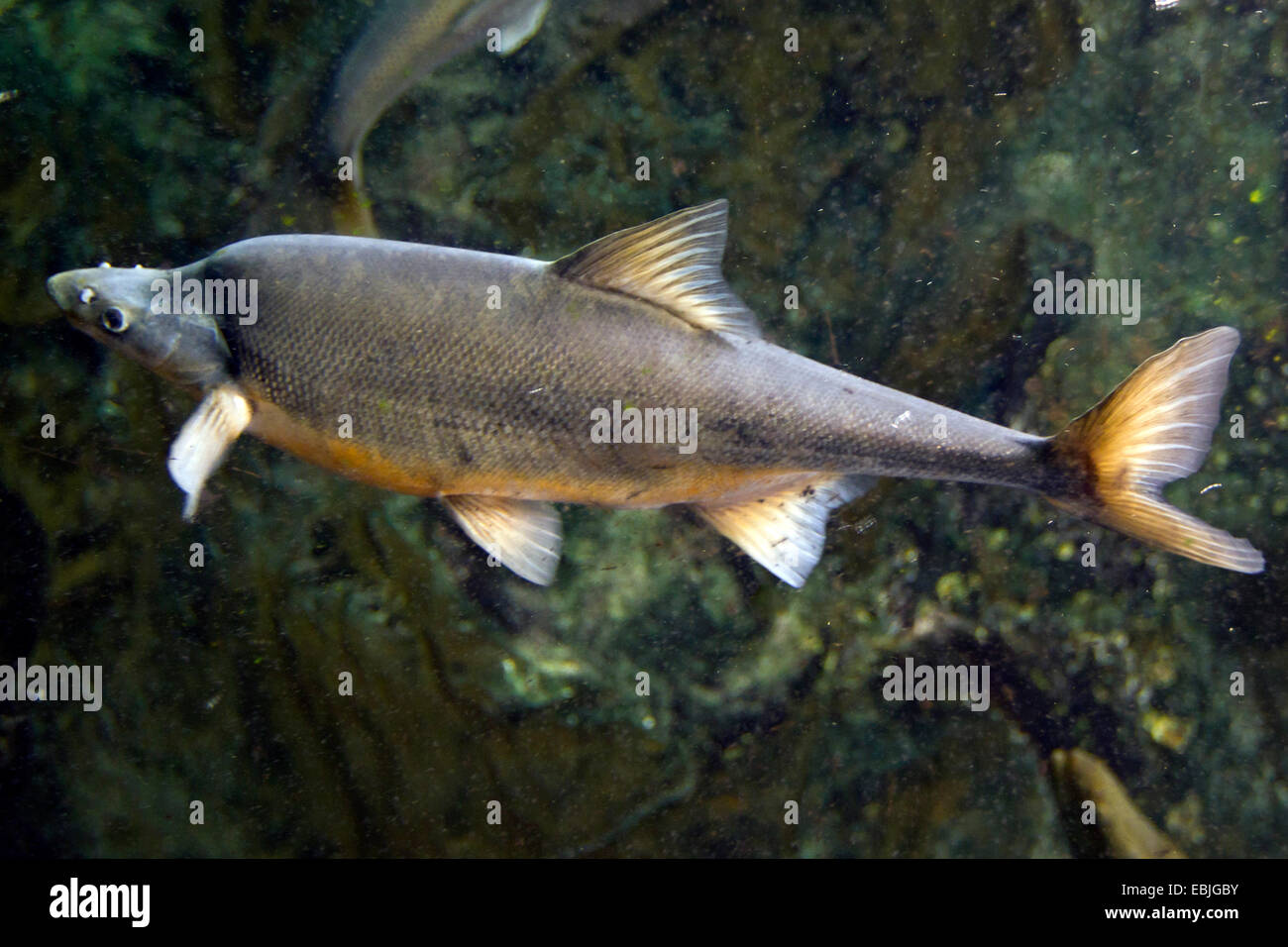 Bonytail chub, Bonytail (Gila elegans ), side view Stock Photo - Alamy