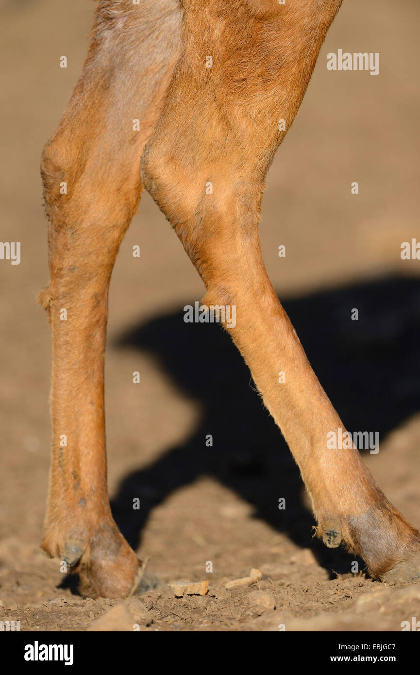 red deer (Cervus elaphus), hind legs, Germany, Bavaria Stock Photo - Alamy