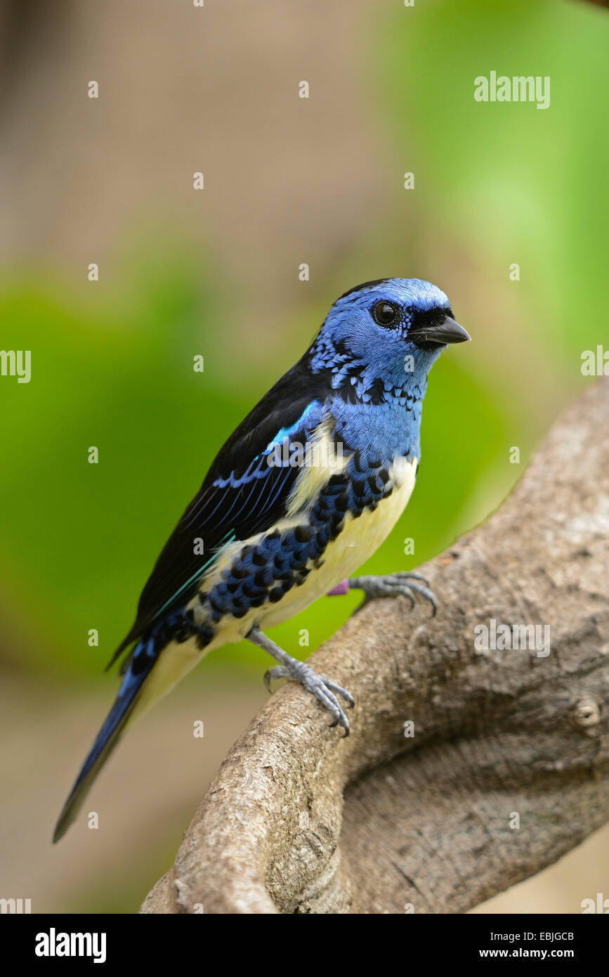 turquoise tanager (Tangara mexicana), sitting on a twig Stock Photo - Alamy
