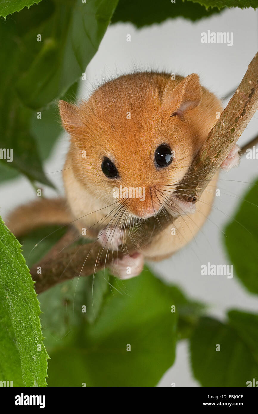 Dormouse hi-res stock photography and images - Alamy