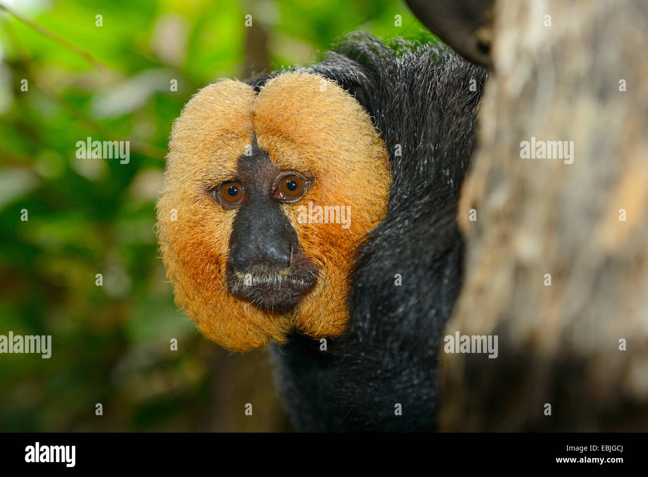 white-faced saki (Pithecia pithecia), portrait Stock Photo - Alamy