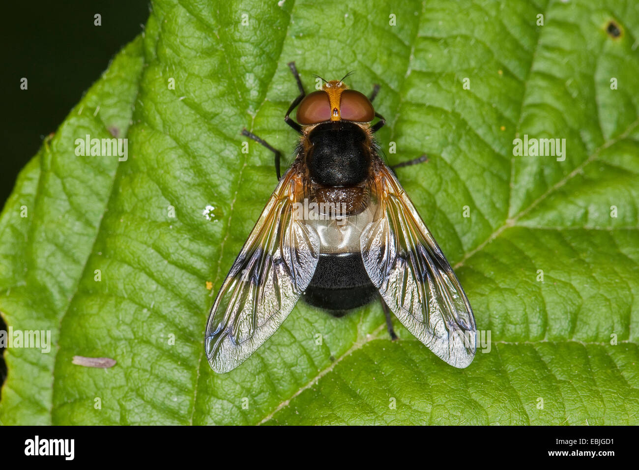 Pellucid Hoverfly, Pellucid Fly (Volucella pellucens), sitting on a ...