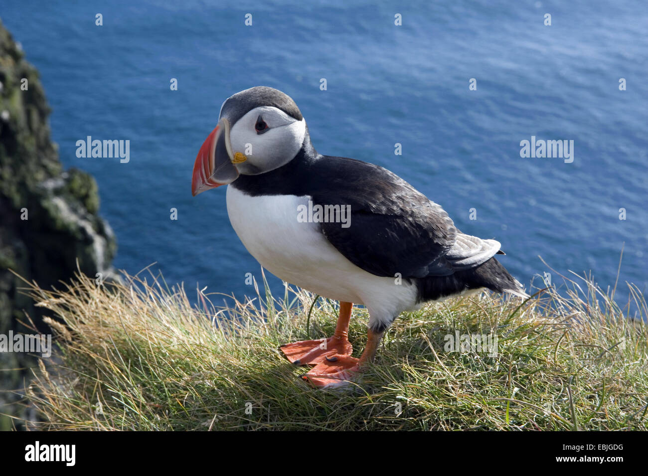 Lateral lines on animals hi-res stock photography and images - Alamy