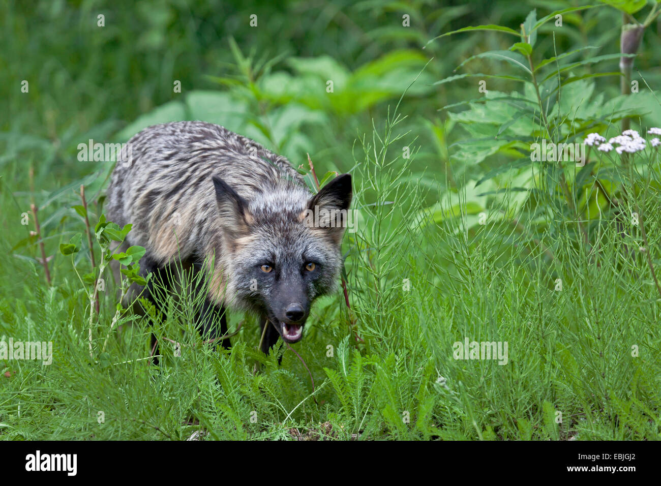 red fox (Vulpes vulpes), cross phase on grass, Canada, British Columbia ...