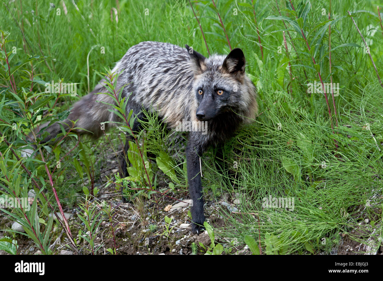 Cross Phase Red Fox Stock Photos & Cross Phase Red Fox Stock Images - Alamy