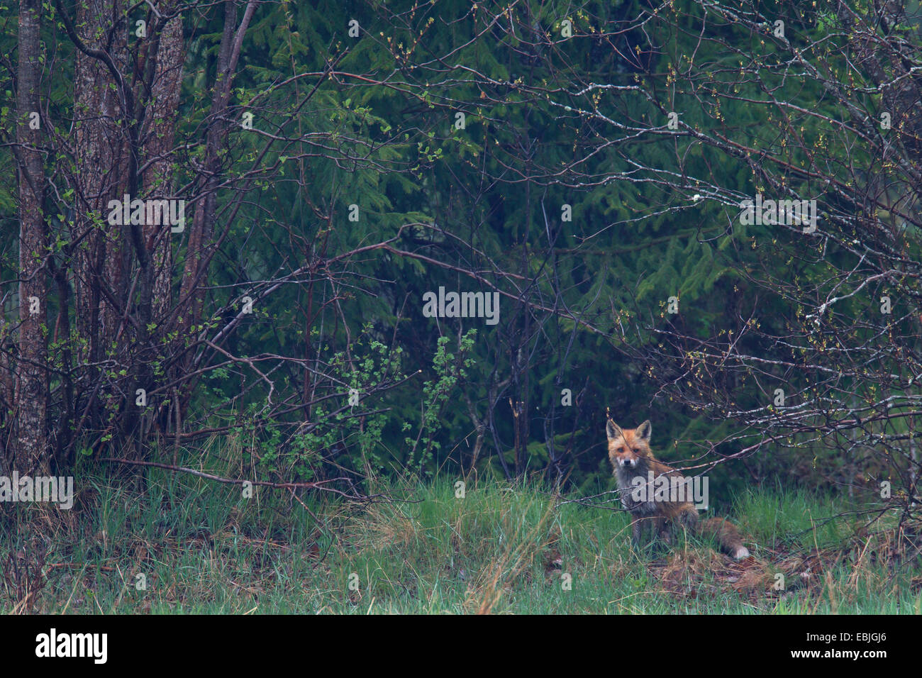red fox (Vulpes vulpes), male sitting at forest edge, Sweden, Vaestergoetland Stock Photo - Alamy