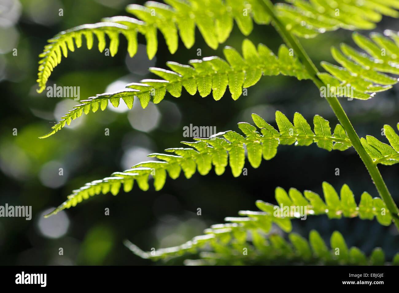 leaflets of a fern frond in backlight, Switzerland Stock Photo - Alamy