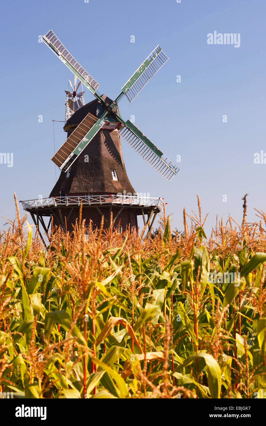windmill and maize field, Germany, Lower Saxony, East Frisia, Holtland ... windmill and maize field, Germany, Lower Saxony, East Frisia, Holtland ...