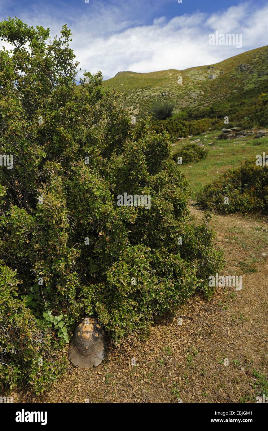 margined tortoise, marginated tortoise (Testudo marginata), poking out ...