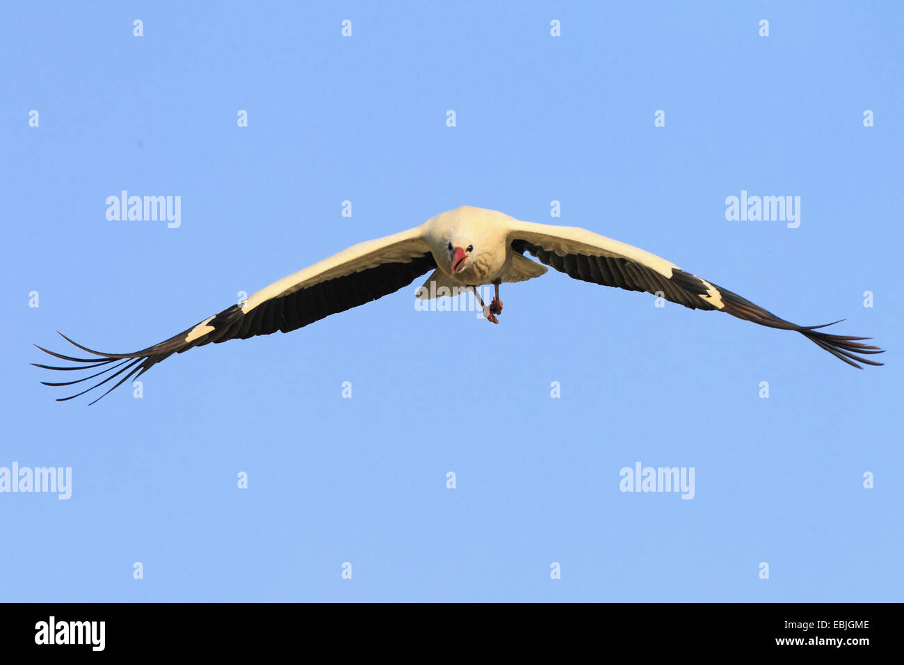 Flying white storks hi-res stock photography and images - Alamy