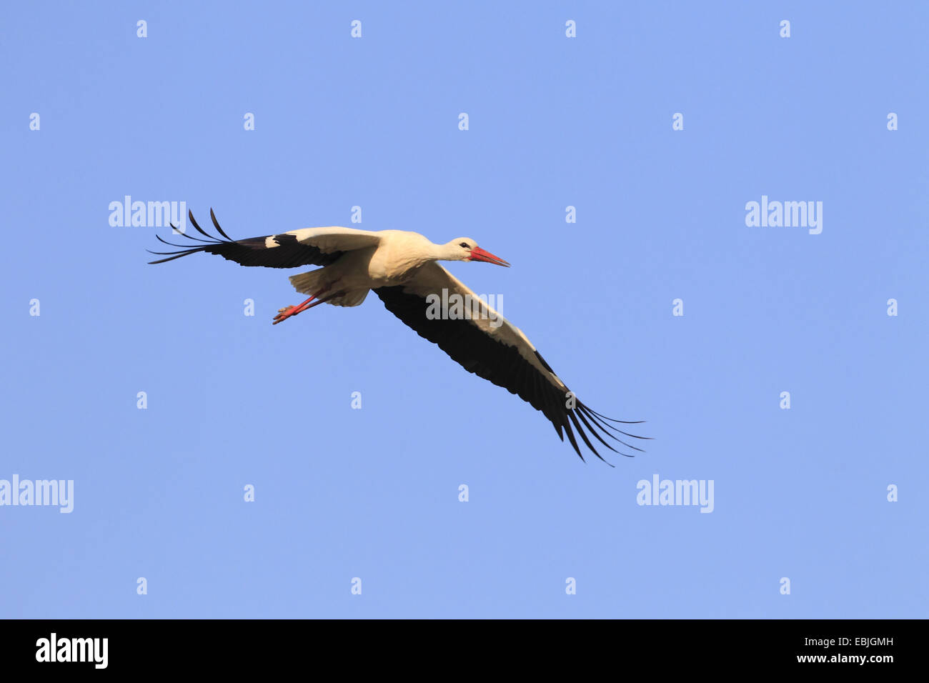 Flying white storks hi-res stock photography and images - Alamy
