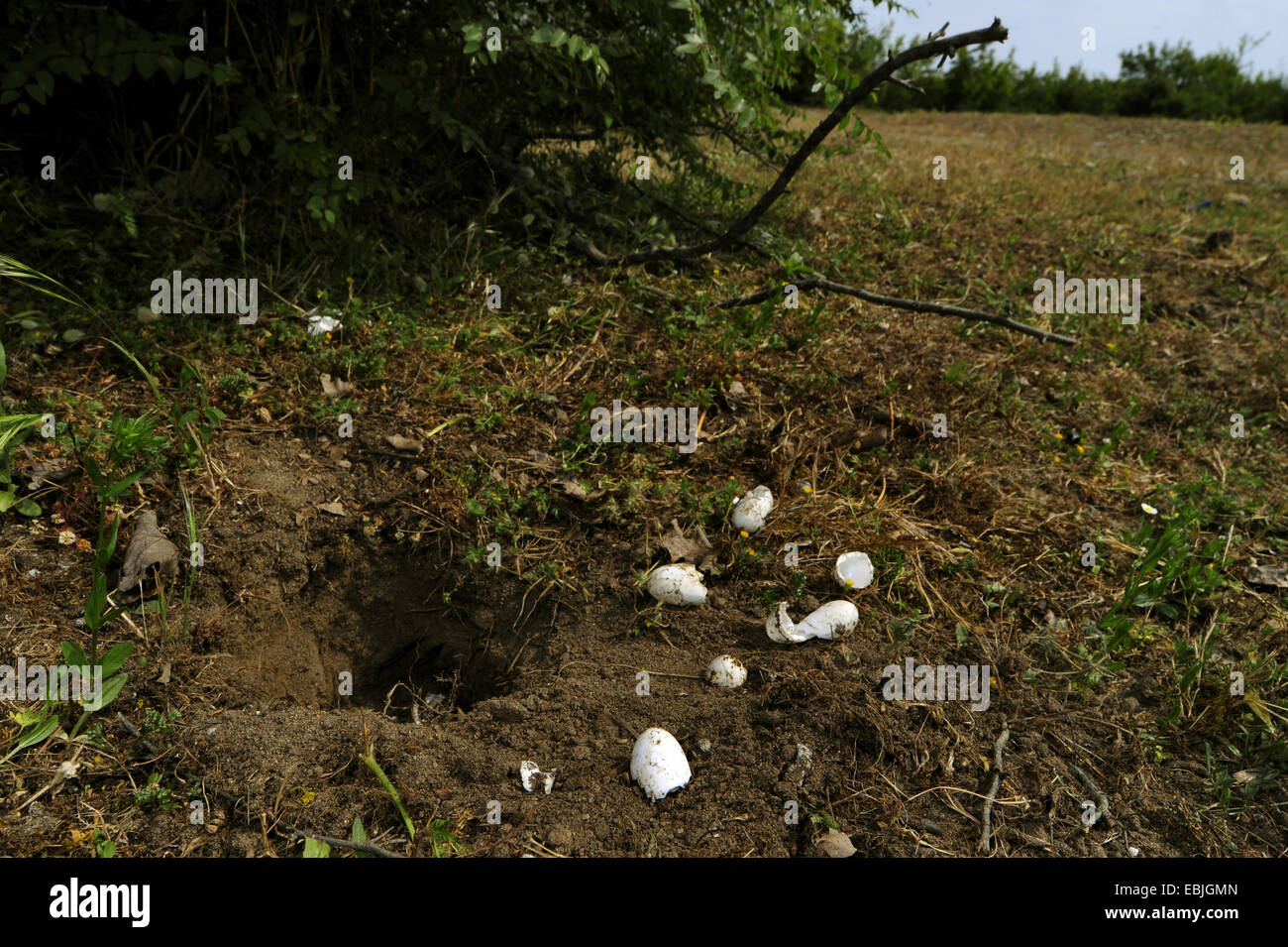 Turtles nest High Resolution Stock Photography and Images - Alamy