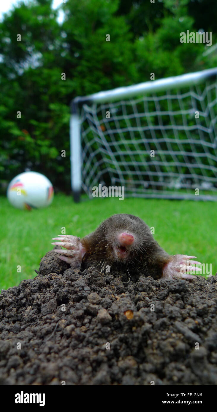 Molehill pitch hi-res stock photography and images - Alamy