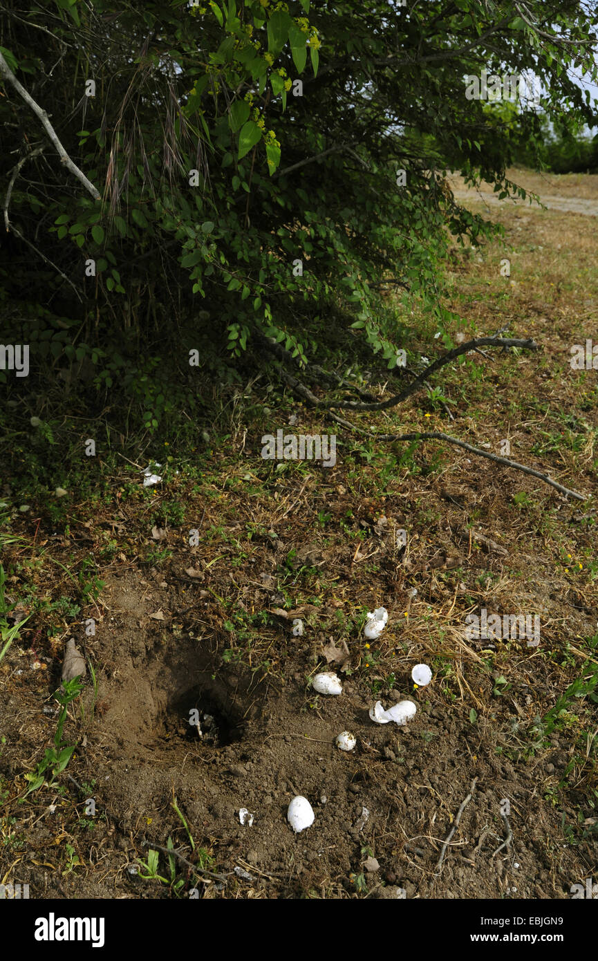 Reptile nest hi-res stock photography and images - Alamy