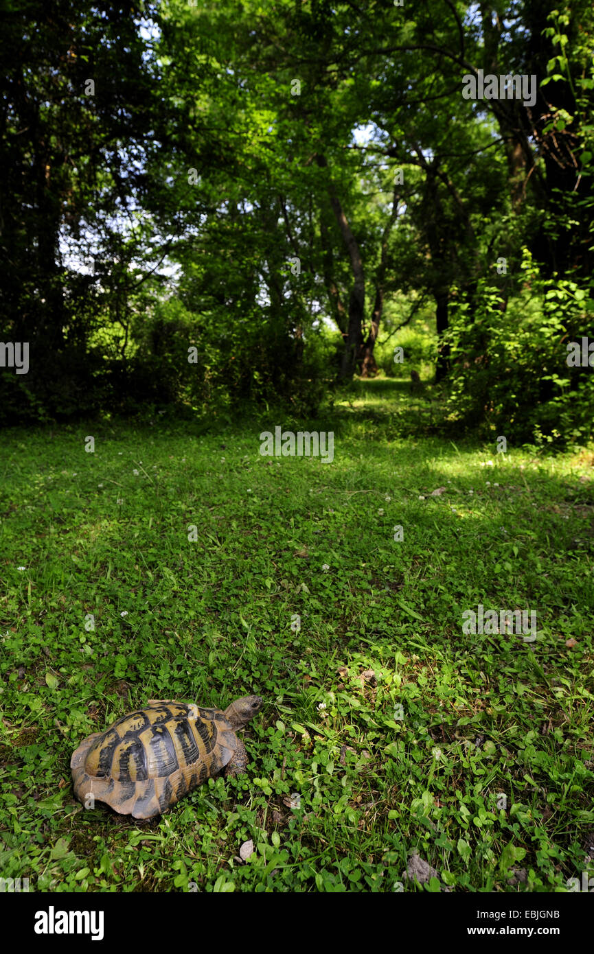 Hermanns tortoise, Greek tortoise, Boettgers tortoise (Testudo hermanni ...