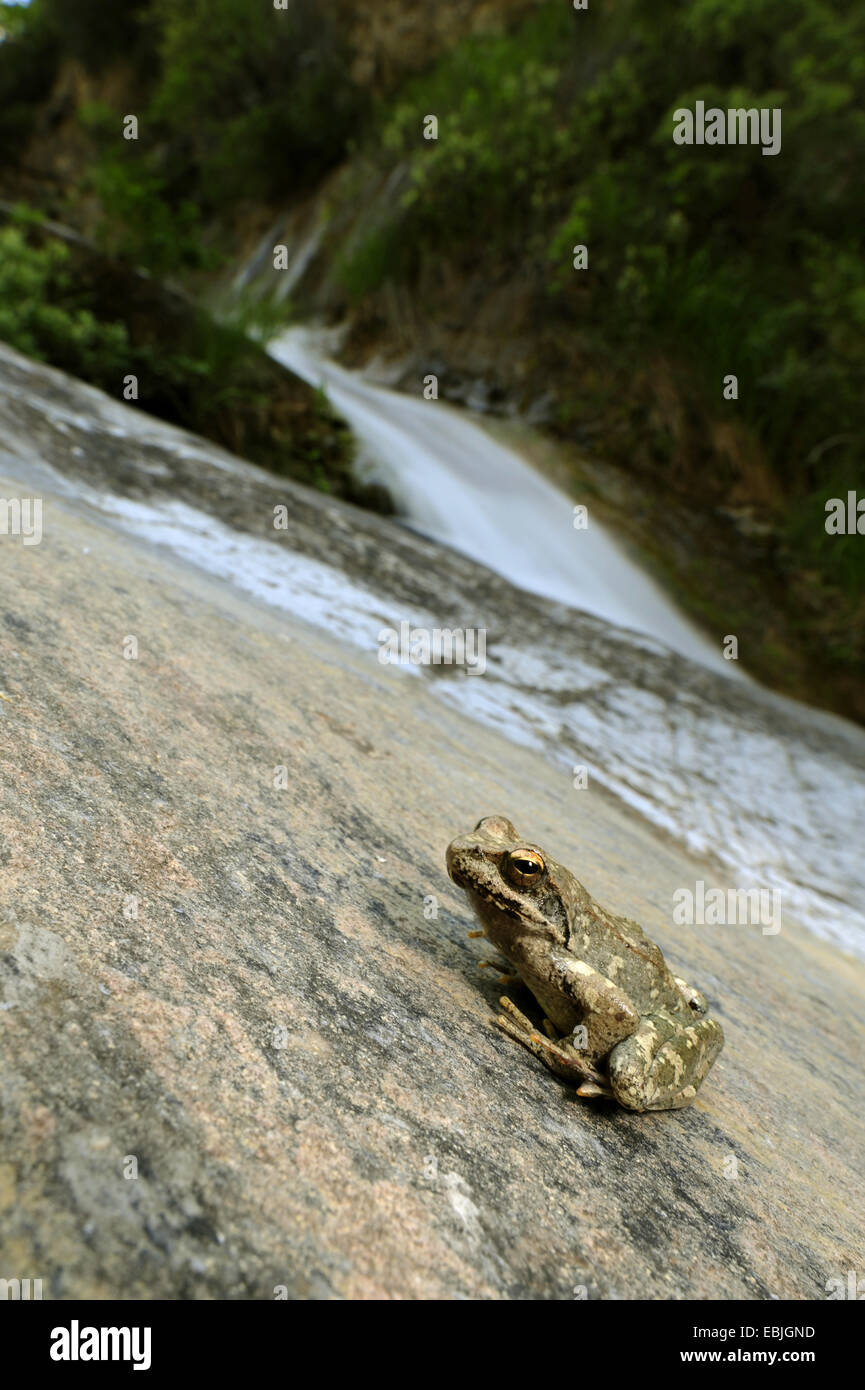 Frog on rock hi-res stock photography and images - Alamy