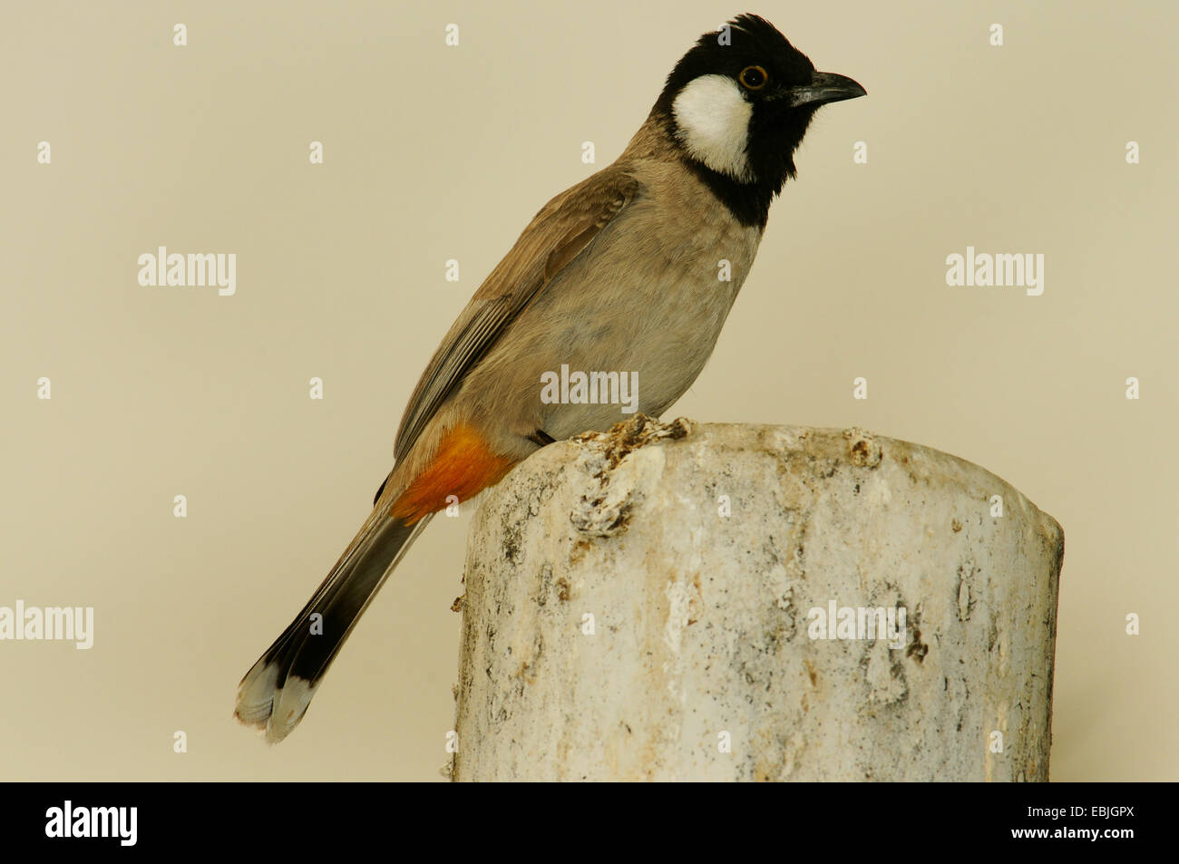 white-cheeked bulbul (Pycnonotus leucogenys), sitting on a wooden post ...