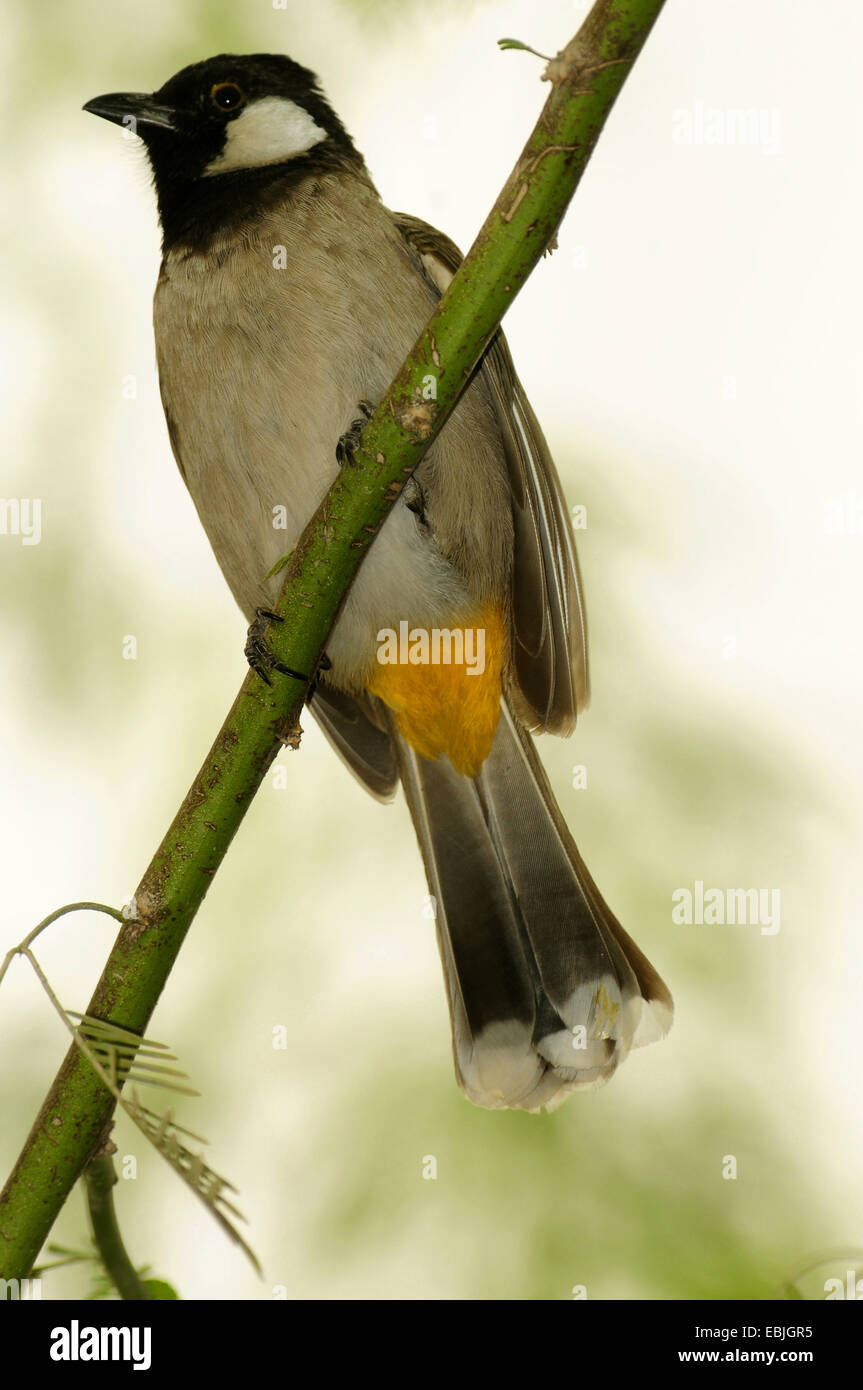 white-cheeked bulbul (Pycnonotus leucogenys), sitting on a branch ...