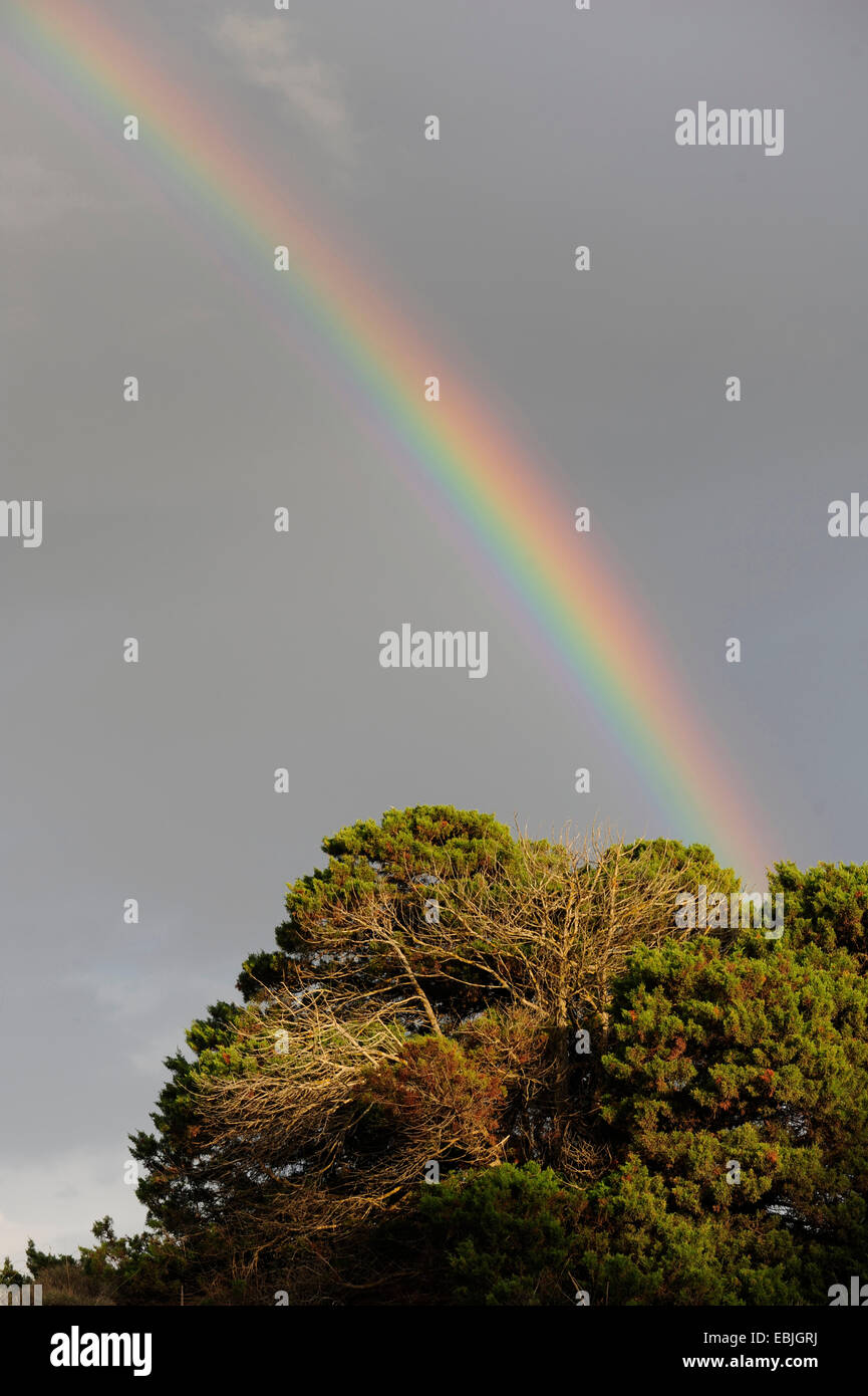 rainbow over a pine in the dunes at the West Peloponnese, Greece ...