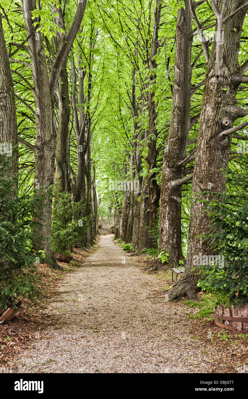 Italy woodland avenue hi-res stock photography and images - Alamy