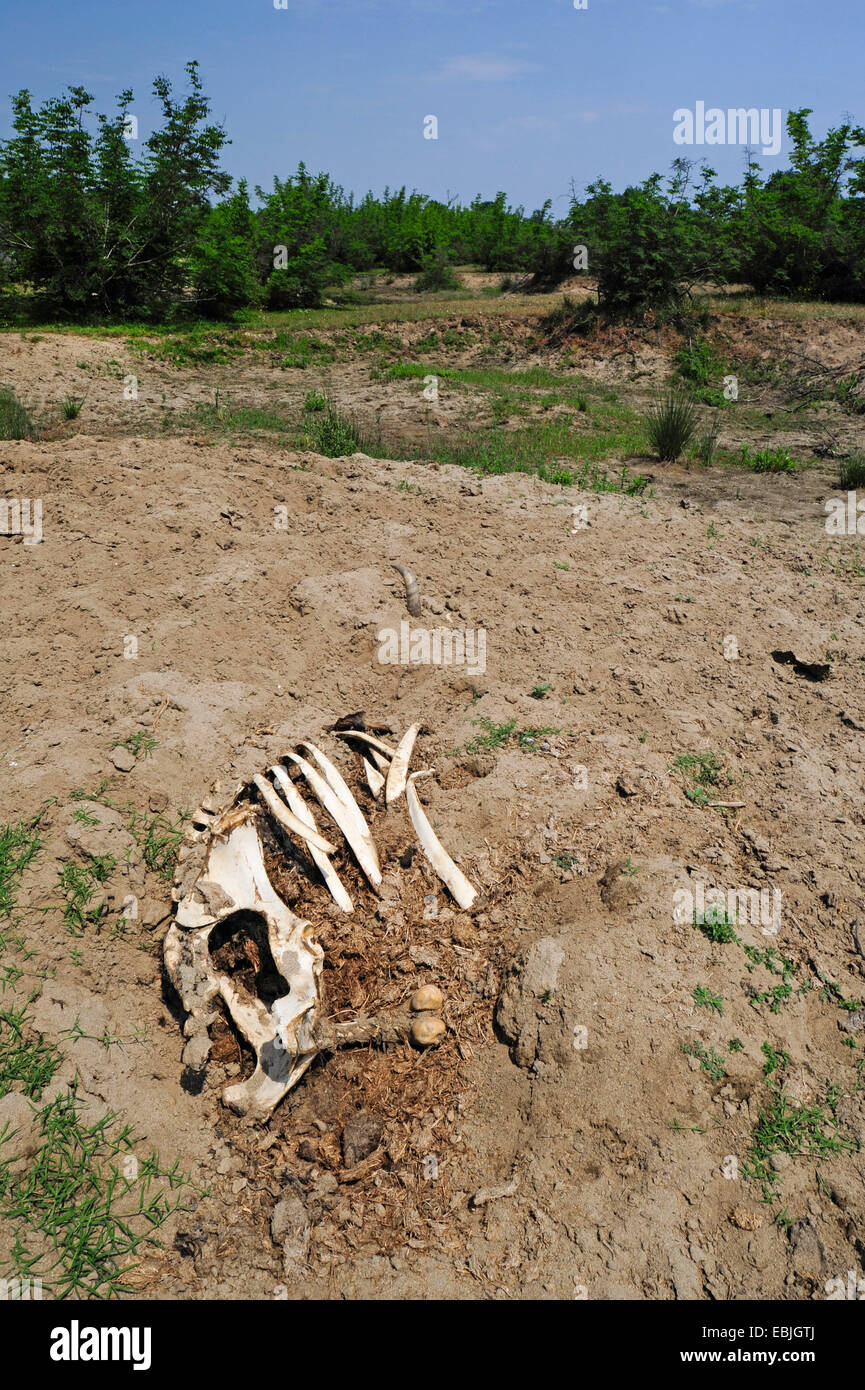 Cattle skeleton hi-res stock photography and images - Alamy