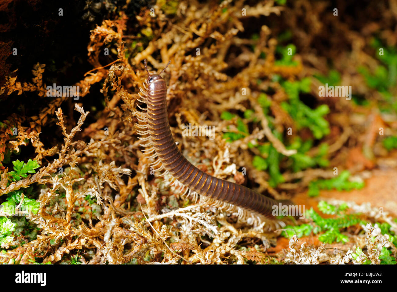 Thousand Leggers High Resolution Stock Photography and Images - Alamy