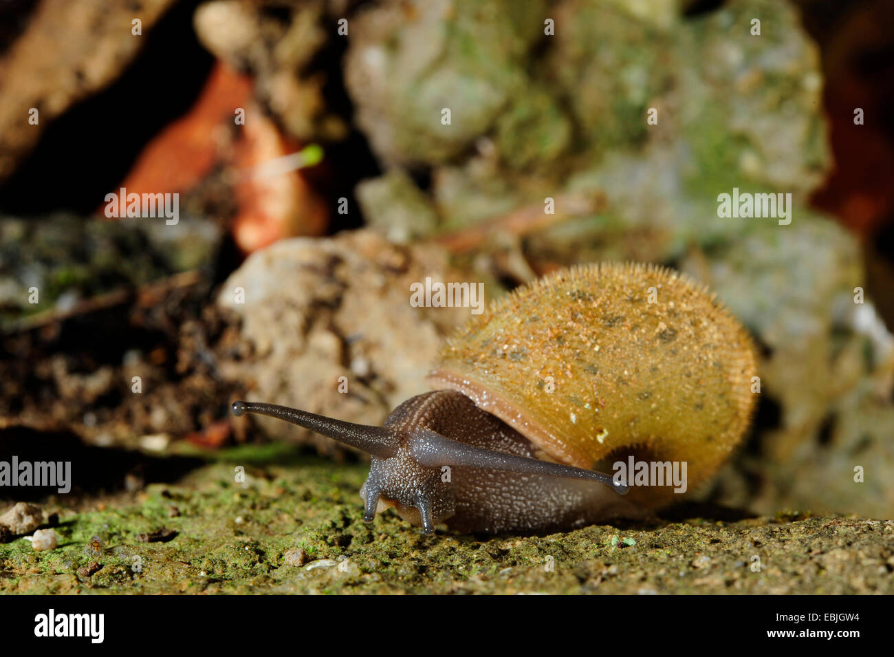 Hairy land snail hi-res stock photography and images - Alamy