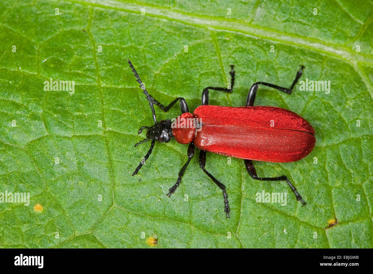 scarlet fire beetle, cardinal beetle (Pyrochroa coccinea), on a leaf ...